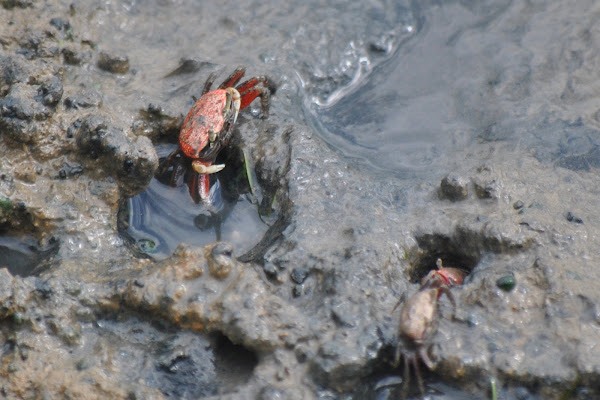 fiddler crab | Project Noah