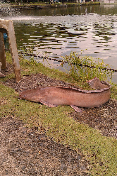 Walking Catfish | Project Noah