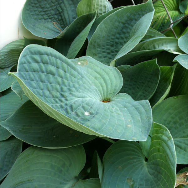 Tracy's Emerald Cup Hosta | Project Noah