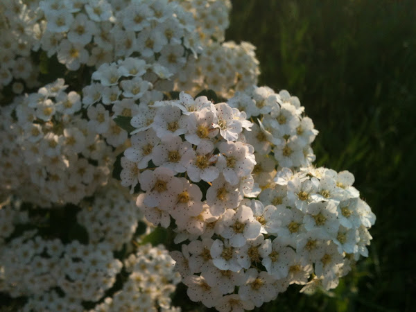 baby's breath spirea | Project Noah