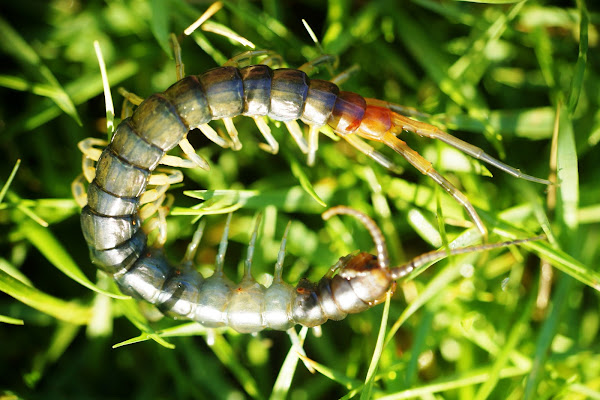 Centipede | Project Noah