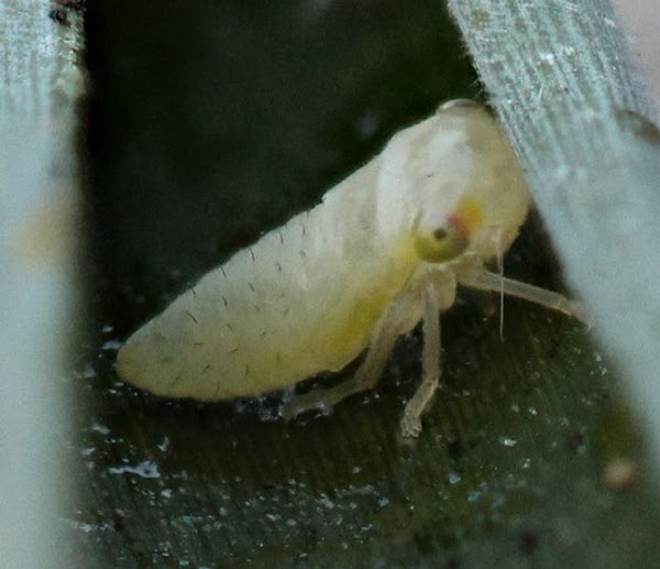 Leafhopper Nymph | Project Noah