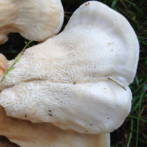 Berkeley's polypore | Project Noah