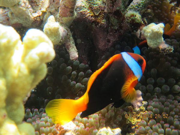 anemone fish | Project Noah