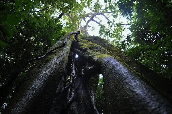 Strangler Fig | Project Noah