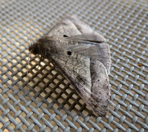 Small mocis | Project Noah