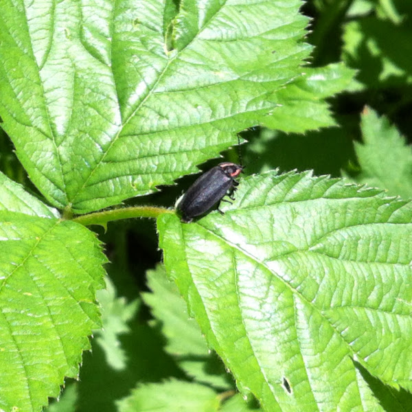 Diurnal Firefly | Project Noah