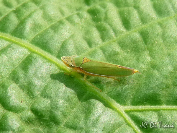 Leafhopper | Project Noah