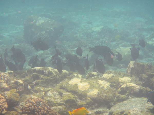 Black Triggerfish | Project Noah