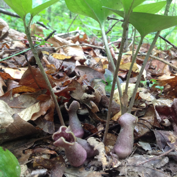 arrowleaf ginger | Project Noah