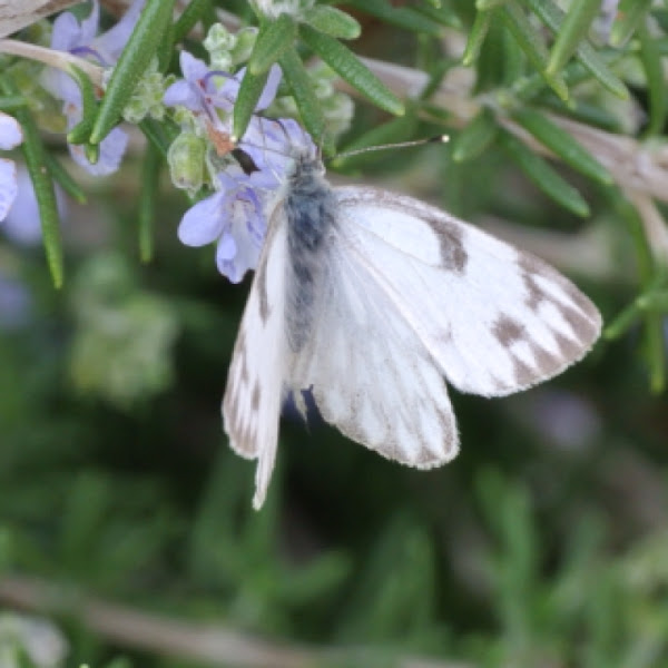 Checkered White | Project Noah