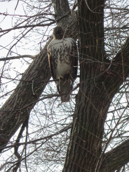 Red Tailed Hawk | Project Noah