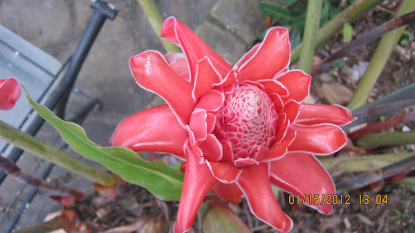 Torch Ginger | Project Noah
