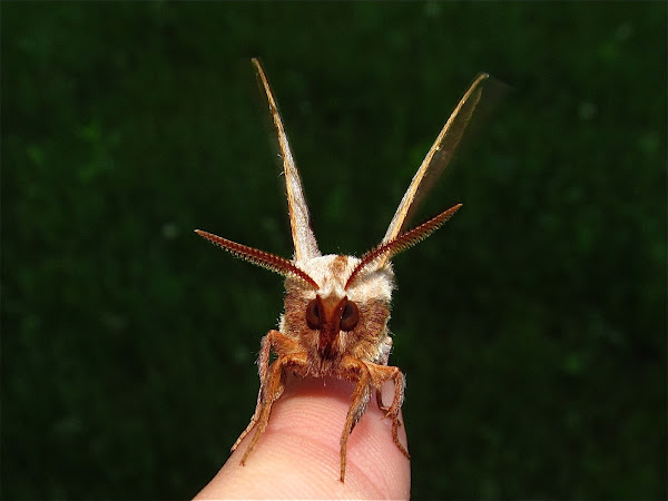 Walnut Sphinx | Project Noah