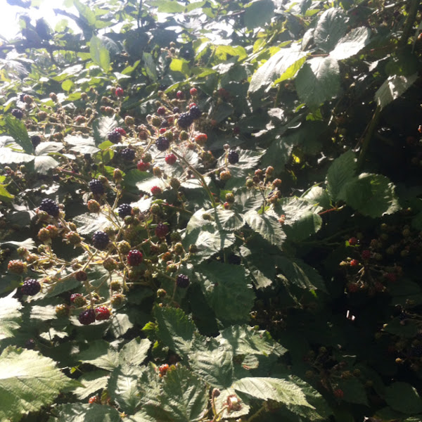 Blackberry | Project Noah