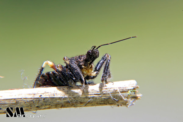 Bee assassin bug | Project Noah