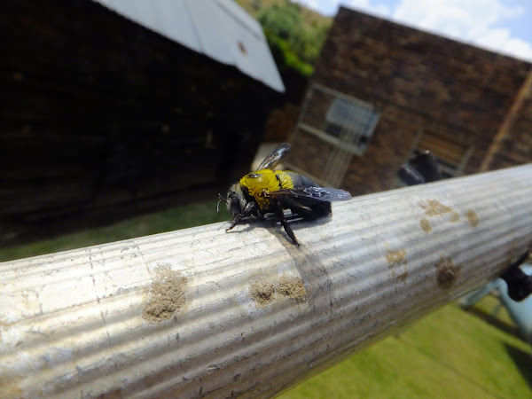 Carpenter bee | Project Noah