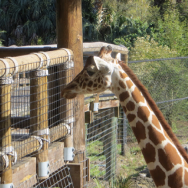 Giraffe | Project Noah