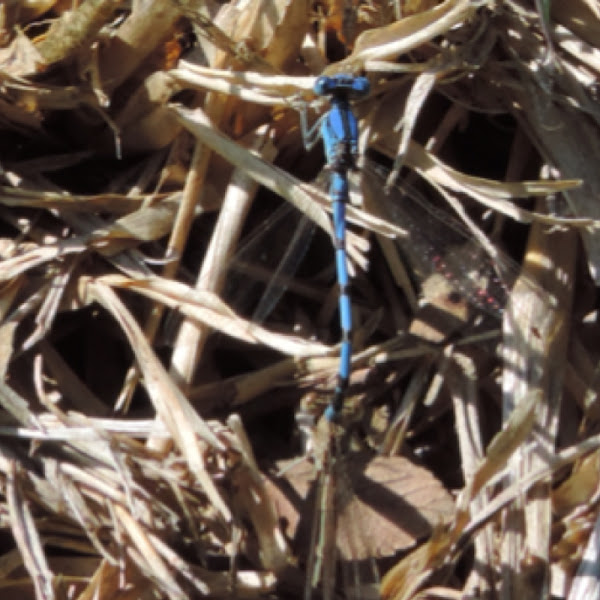 Aztec Dancer | Project Noah