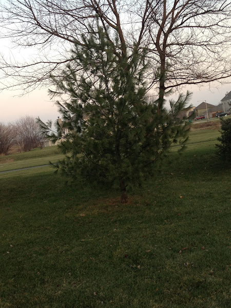 Evergreen Tree | Project Noah