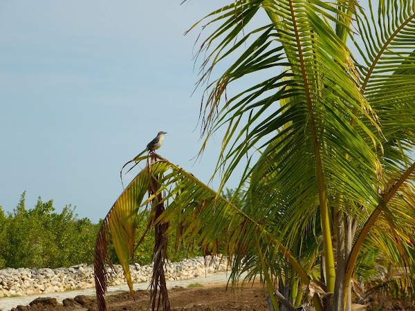 Bahama Mockingbird | Project Noah