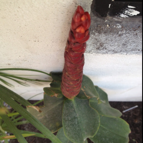 Red Button Ginger | Project Noah