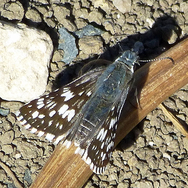 Common Checkered Skipper | Project Noah