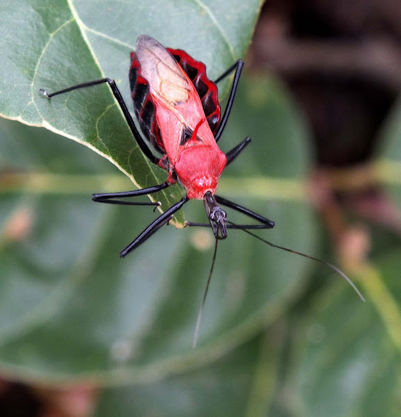 Assasin Bug | Project Noah