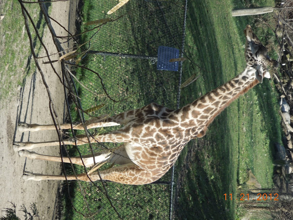 Giraffe | Project Noah