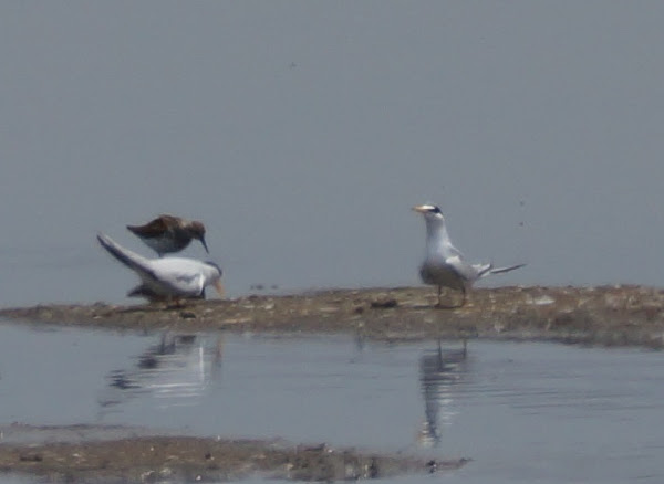 California Least Tern | Project Noah