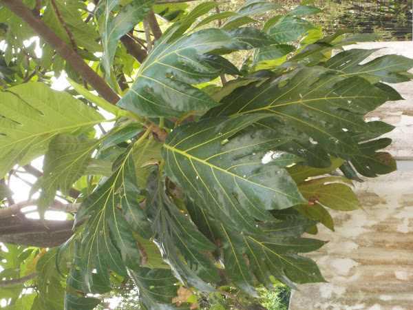 Breadfruit | Project Noah