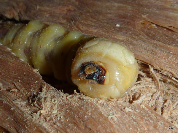 Long-horned or Longicorn Beetle Larva | Project Noah