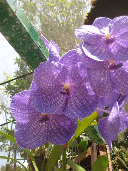 Orchid | Project Noah