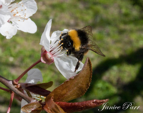 Buff-Tailed or Large Earth Bumblebee | Project Noah