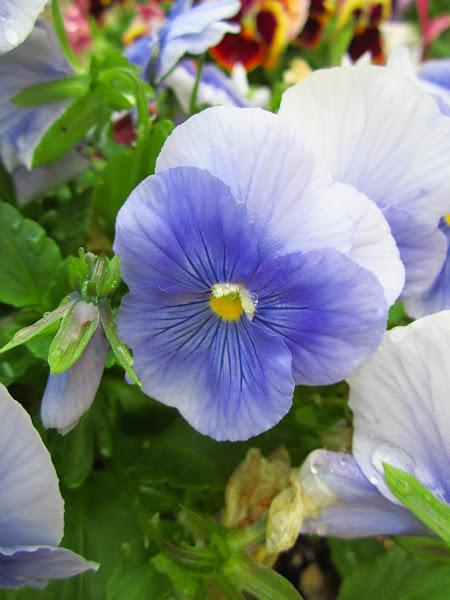 Pansies | Project Noah