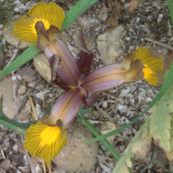 Dutch iris | Project Noah