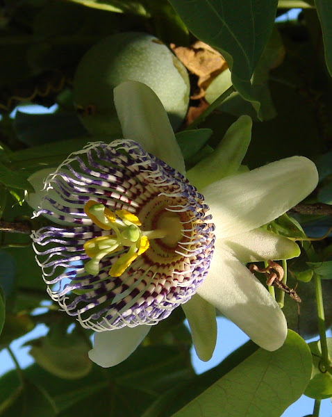 Passionflower | Project Noah