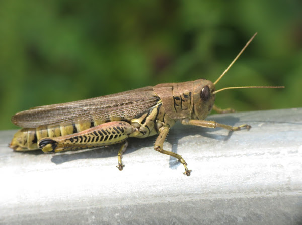 Differential Grasshopper | Project Noah
