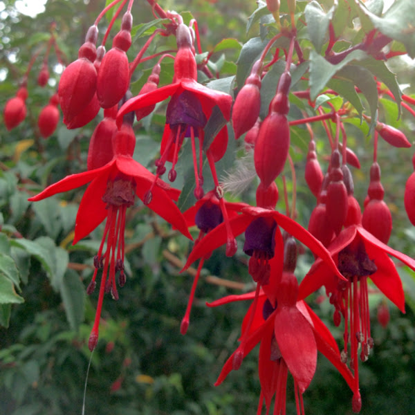 Fuchsia | Project Noah