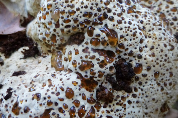 Resinous Polypore | Project Noah
