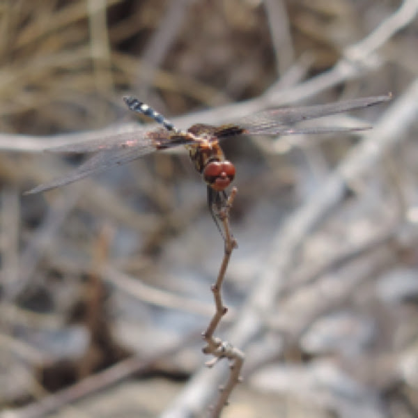 Checkered Setwing | Project Noah