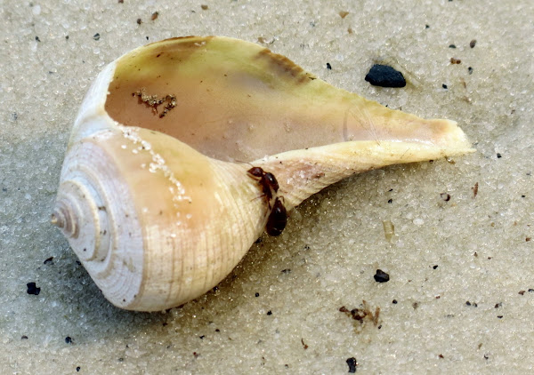 Winged ant | Project Noah