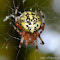 marbled orbweaver | Project Noah
