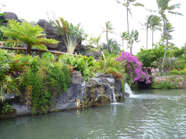 palm tree | Project Noah