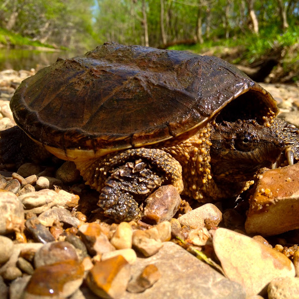 Common Snapping Turtle | Project Noah