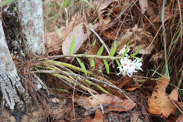 Dragon Dendrobium | Project Noah