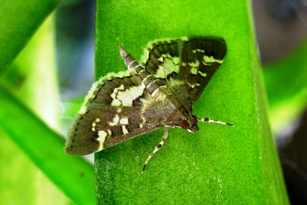 Spotted Beet Webworm Moth | Project Noah