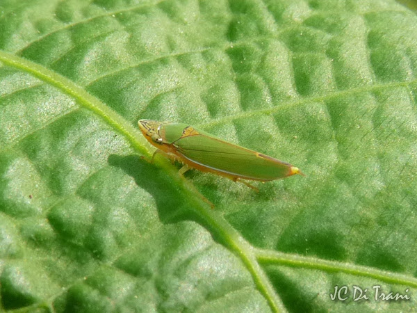 Leafhopper | Project Noah