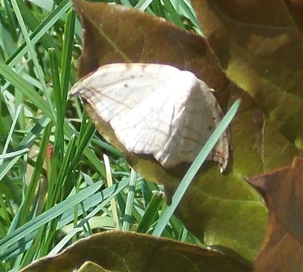 Arched Hooktip | Project Noah