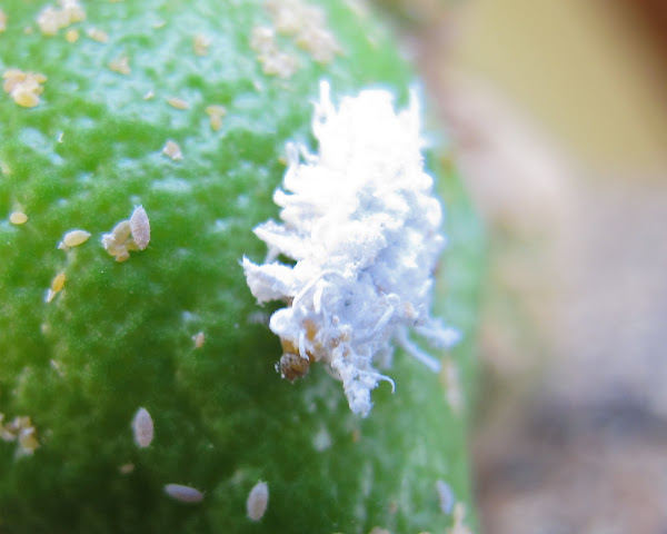 Mealybug Destroyer | Project Noah